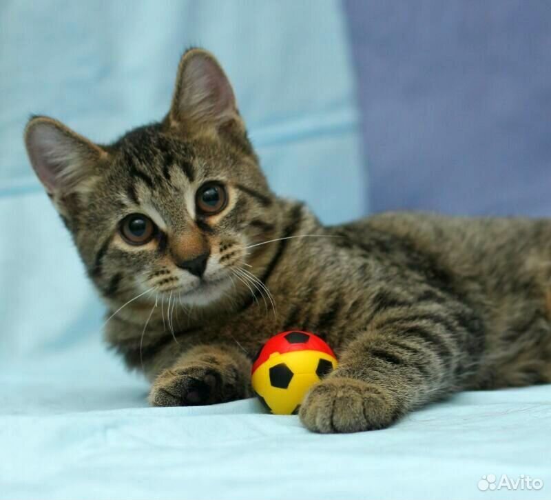 Очень красивые полосатики ищут дом (10 мес.)