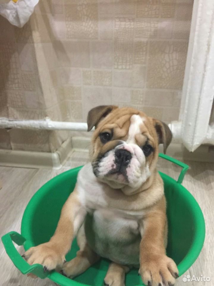 Генетически здоровые щенки. От питомника. Москва