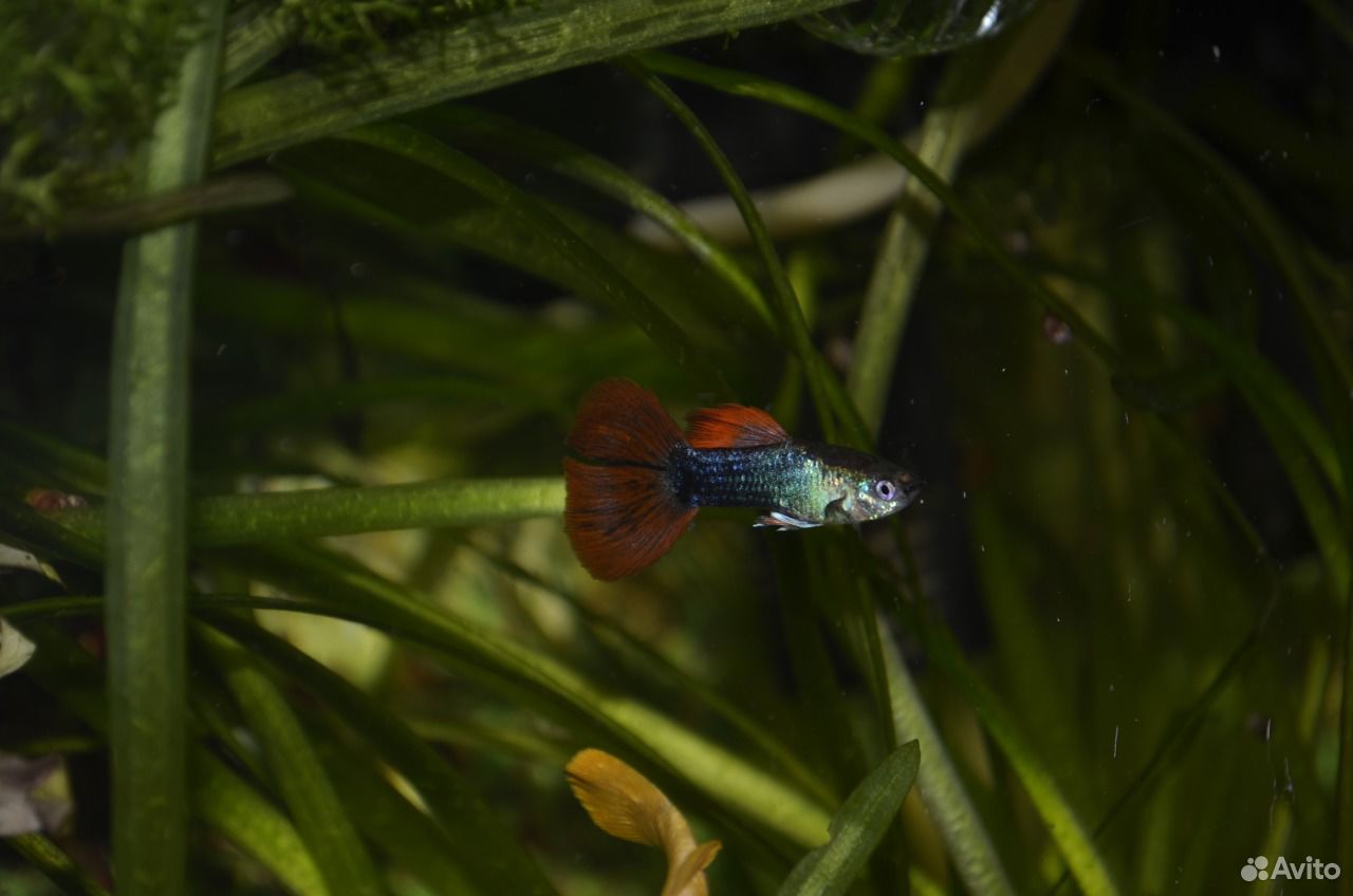 Гуппи берлинские