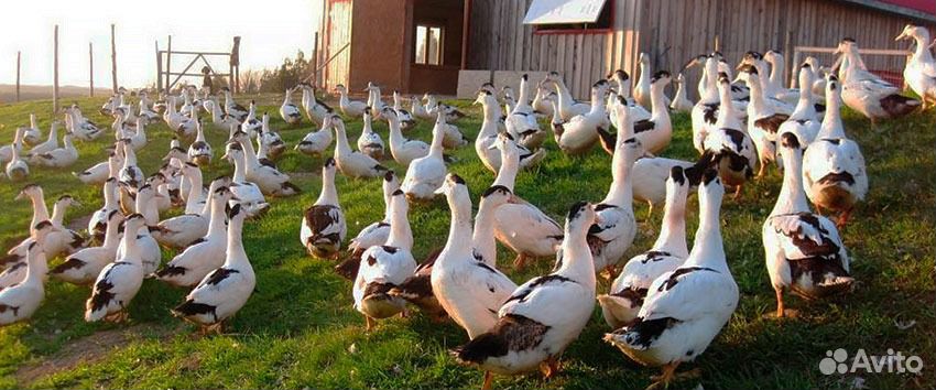 Подрощеный молодняк мулардов