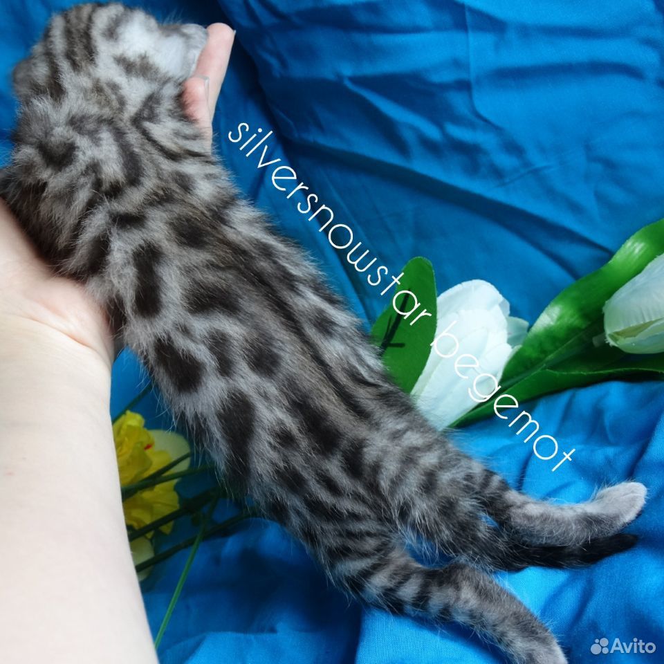 Бенгалы Окрас Редкий