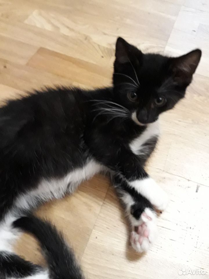 Милые котята ищут уютный дом