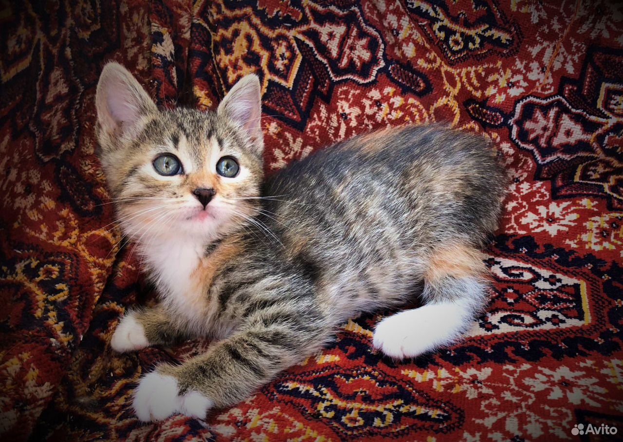 Сверхласковый котенок-девочка в Дар - 2 мес