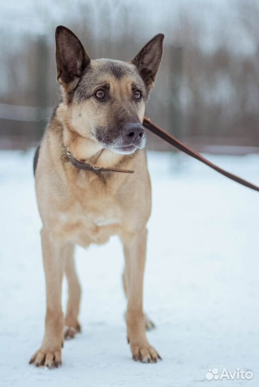 Добрый Гром в дар