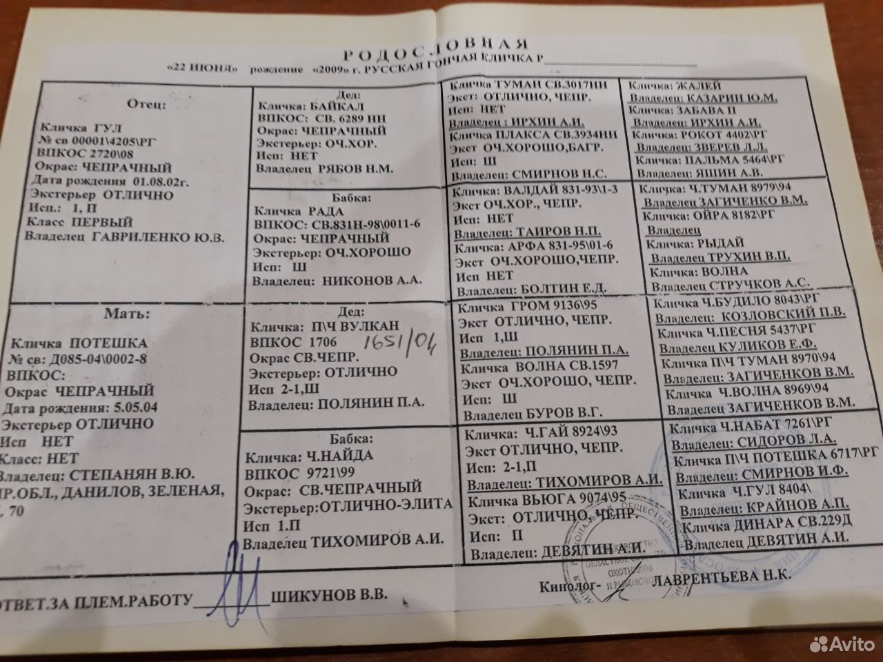 Продам щенков Русская Гончая