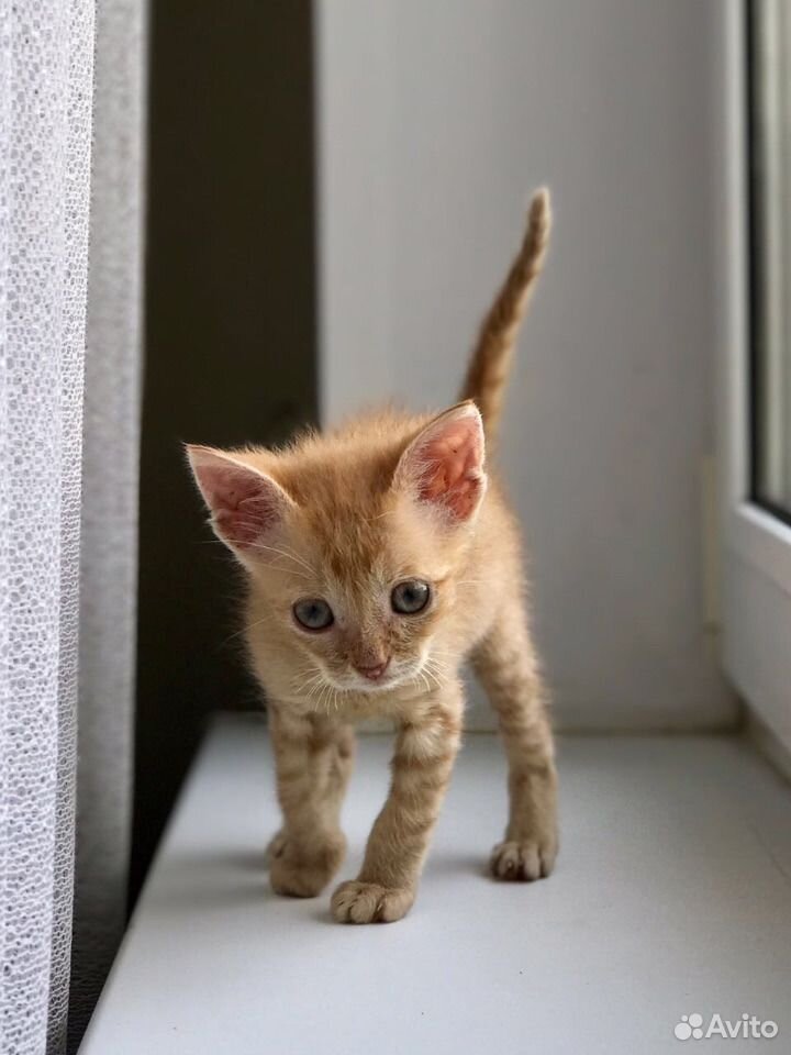 Малышка Амелия в добрые руки