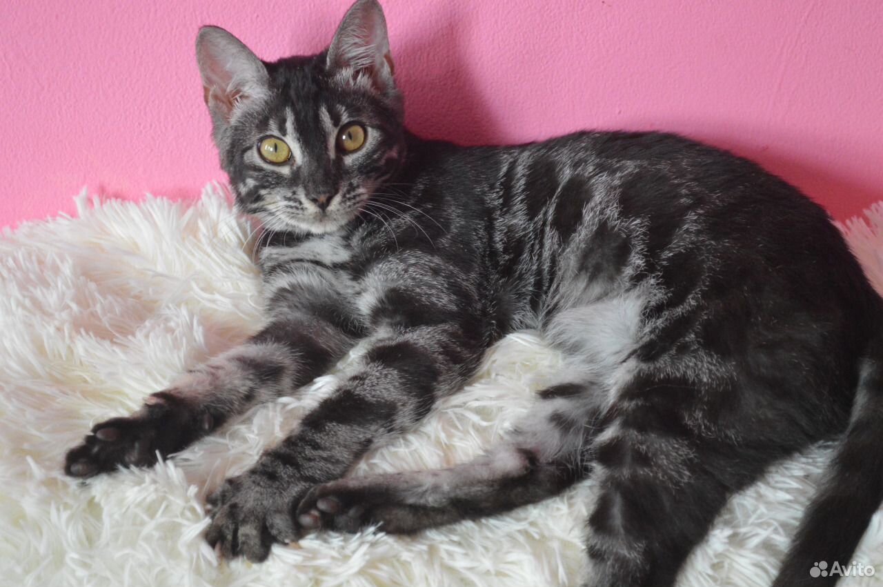 Угольные бенгалы