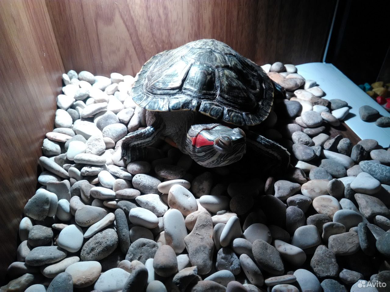 Красноухая черепаха. Даром