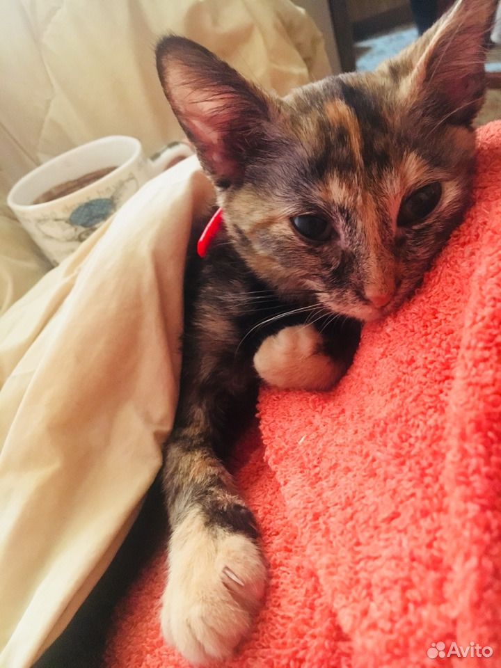 Отдам котёнка в хорошие руки