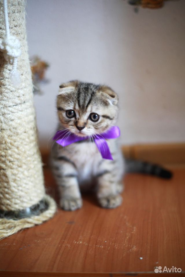 Продается шотландский вислоухий котенок