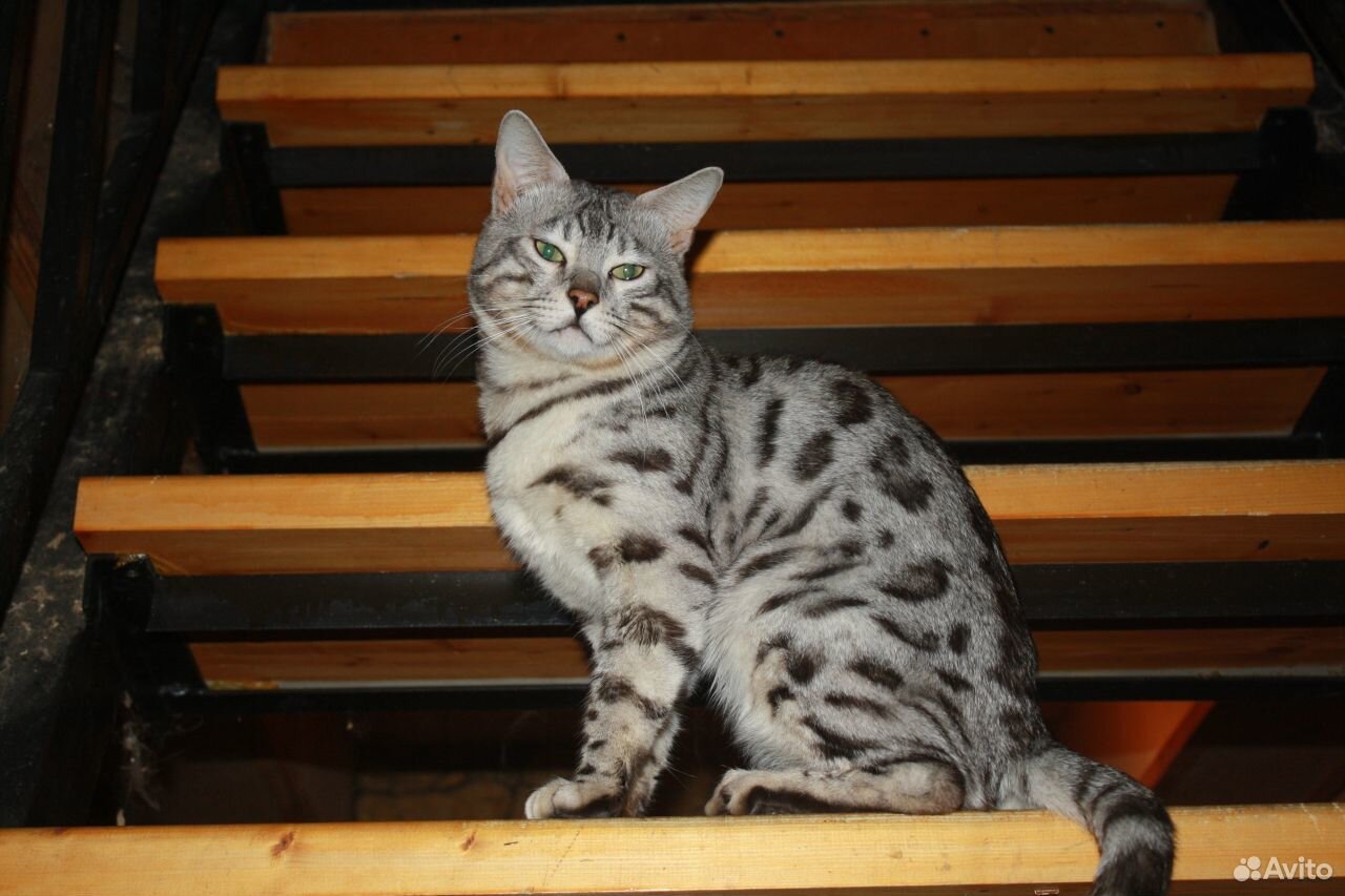 Бенгальские котята