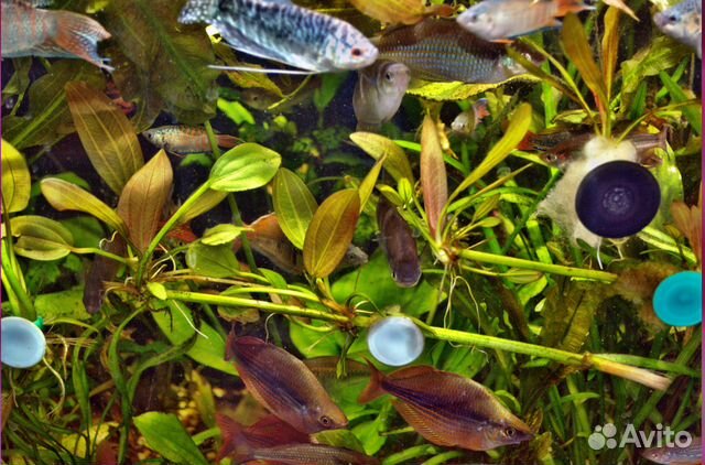 Растения в аквариум
