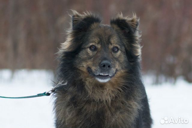 Теплая пушистая Элси в добрые руки