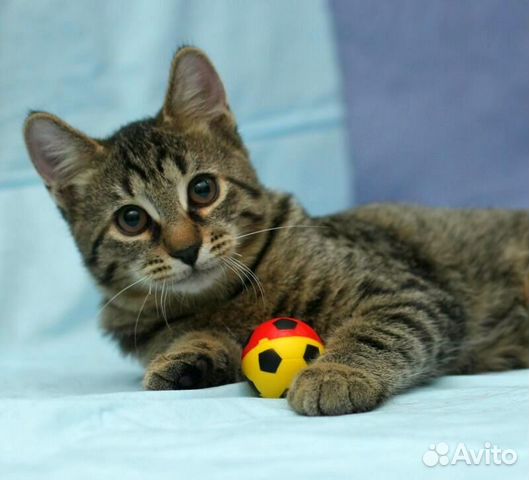 Котята ищут дом