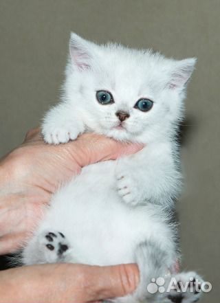 Серебристая шиншилла