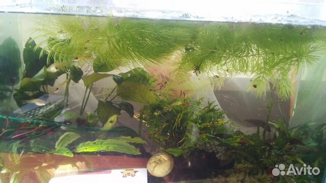 Роголистник, ряска много