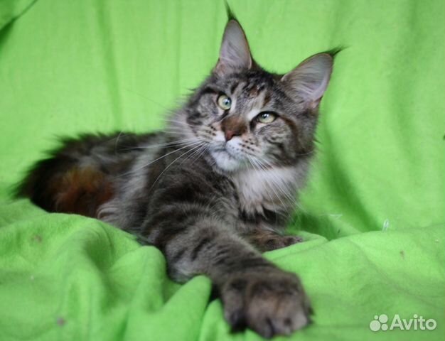 Гуччи Мэджик Индиго