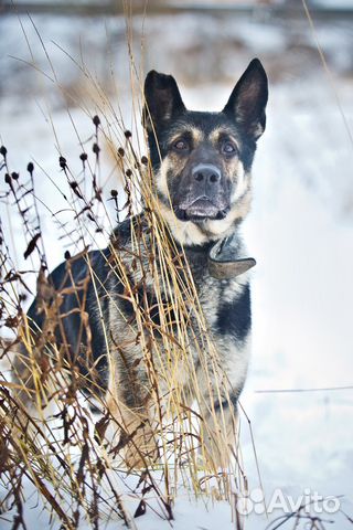 Кобель вео ищет семью