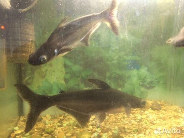 Акулий сом Пангасиус