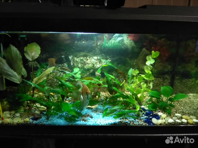 Водный мир у вас дома 55-56 лит