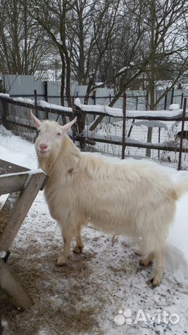Продаю козла