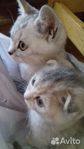 Вислоушка девочка и прямоушка мальчик