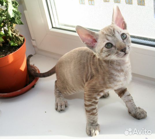Светлый тигр, корниш-рекс