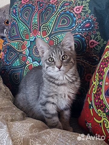 Серый красавчик Стив