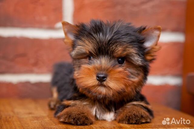 Мальчик,обожает сидеть на руках