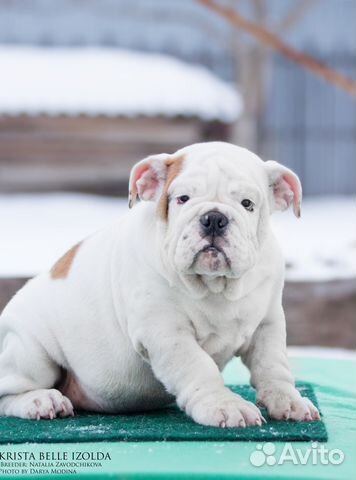 Белый бульдог