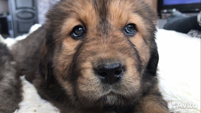 Щенки Тибетского мастифа