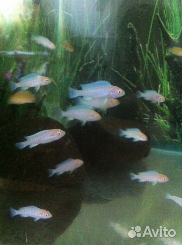 Мальки Снежный принц