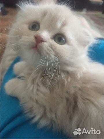 Шотландский Хайленд-фолд