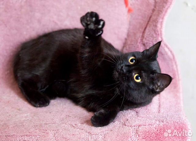 Ненси - домашняя пантера