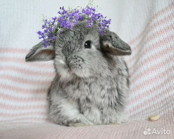 Пасхальные крольчата