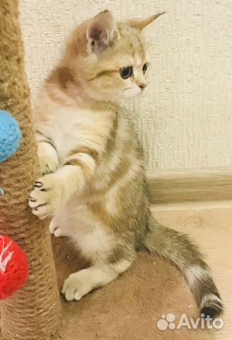 Золотая красавица