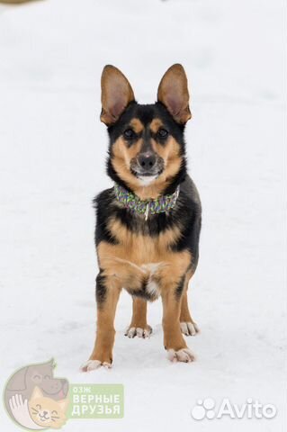 Маленькая собачка в добрые руки