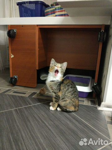 Дульсинея Адмиралтейская (или просто Дуся)