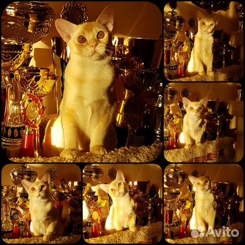 Бурманские котята