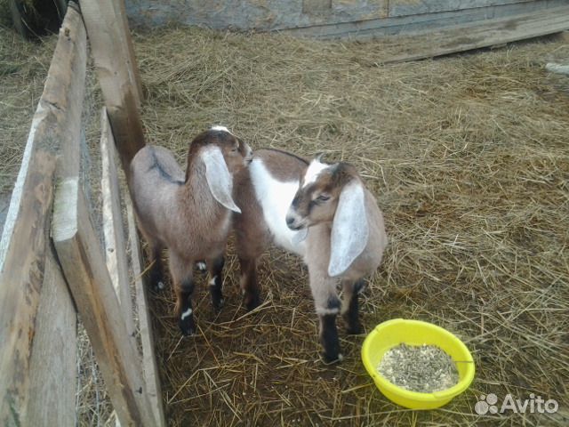 Нубийские и Зааненские козлики