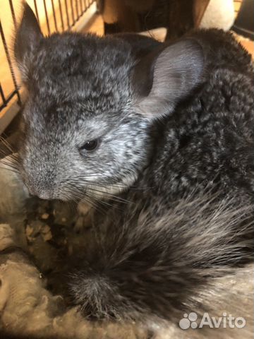 Детёныш Шиншиллы