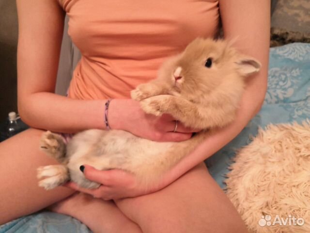 Кролик львиноголовый