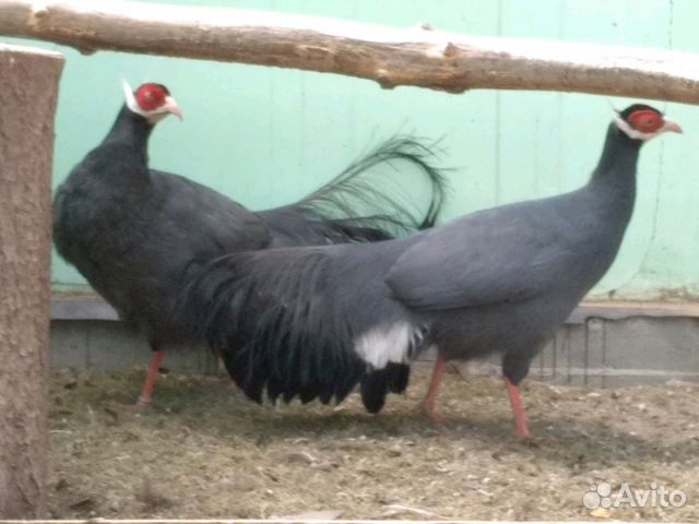 Фазаны синие ушастые