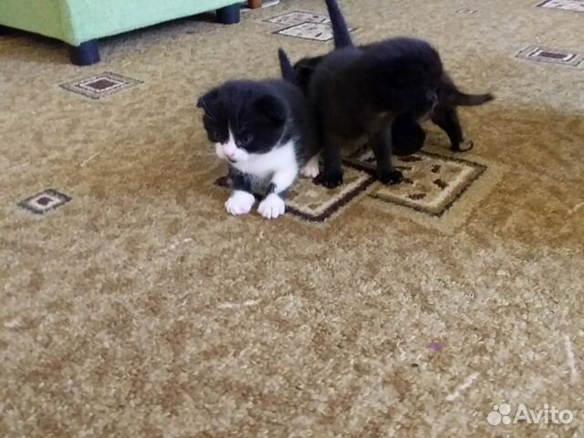 Котята наполовину британцы