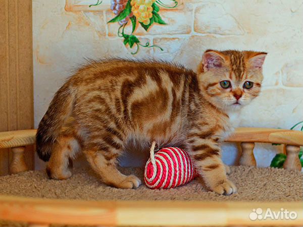 Шоколадная золотая кукла из помёта "К"