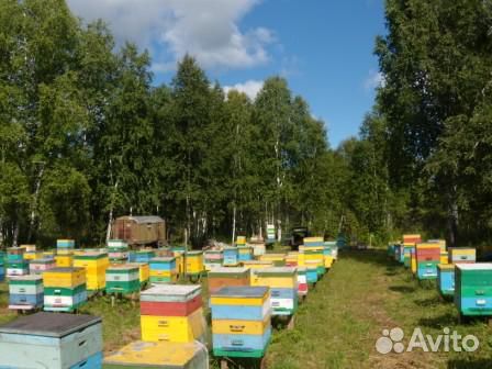 Пчелосемьи и пчелопакеты