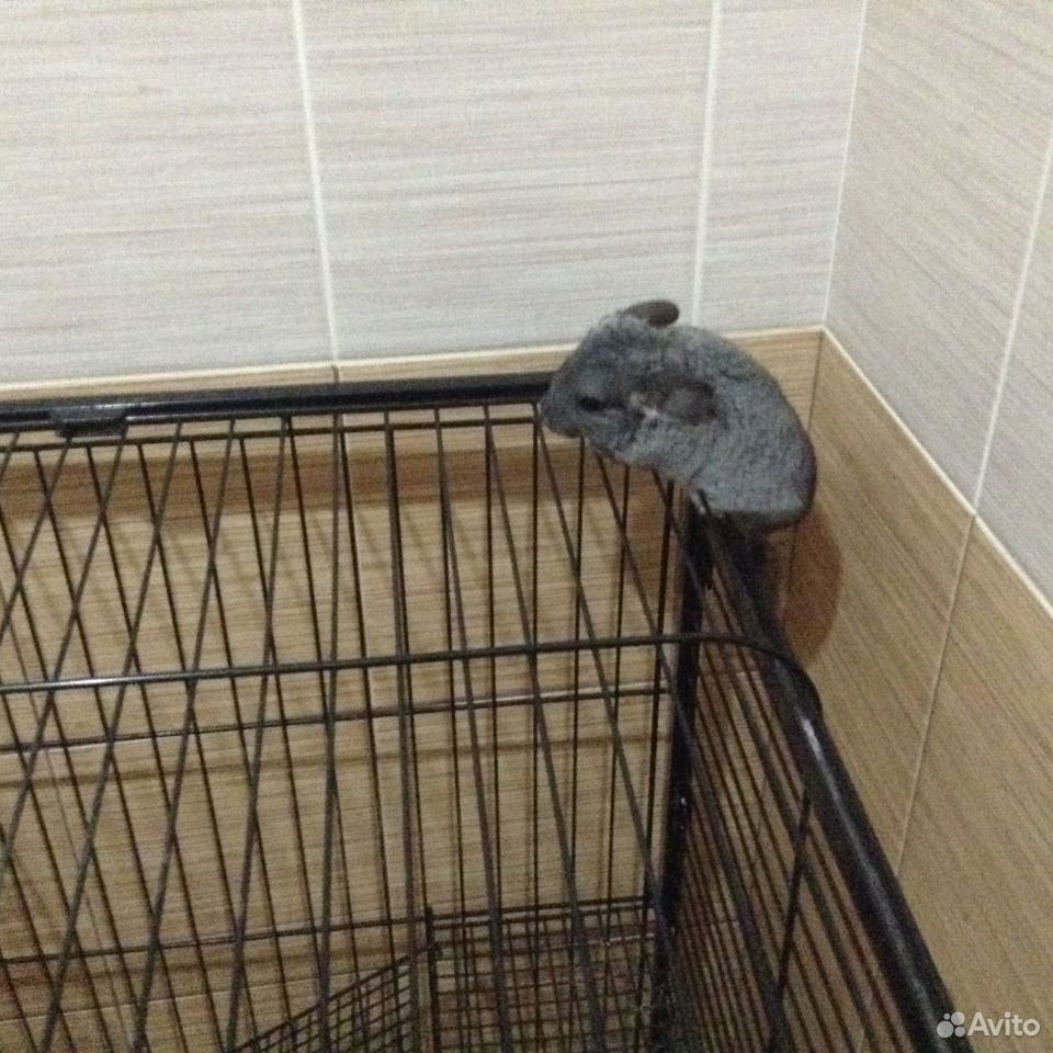 Шиншиллята-девочки