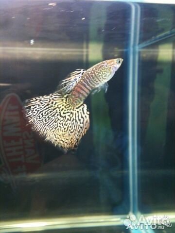 Гуппи кобра- неон