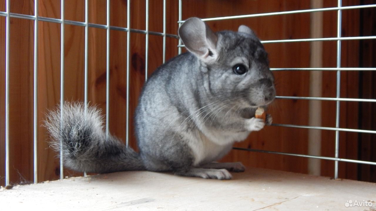 Шиншиллята стандарт - девочка и мальчик 3 месяца