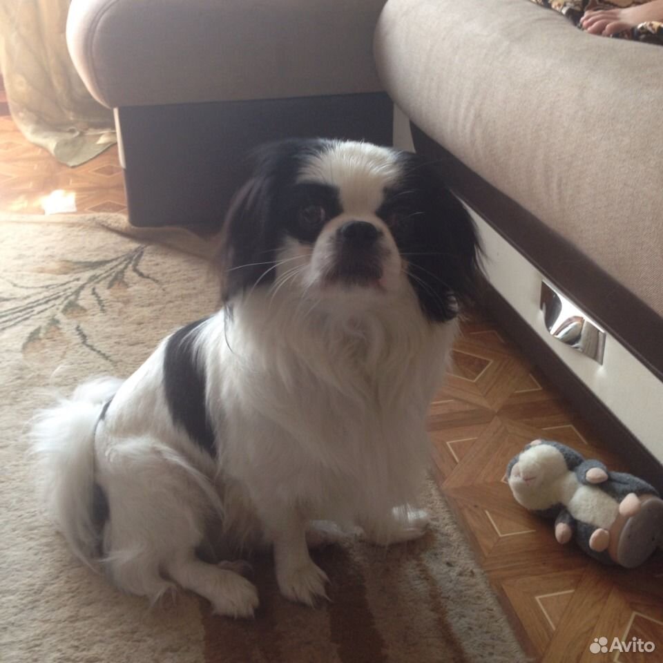 Отдам японский хин